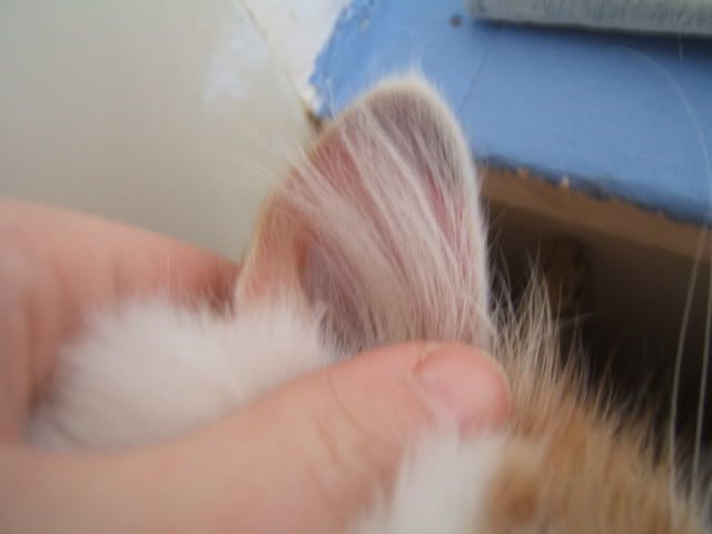 Frostbitten Human Ears