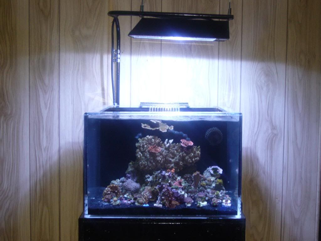 lighting ? | Reef2Reef