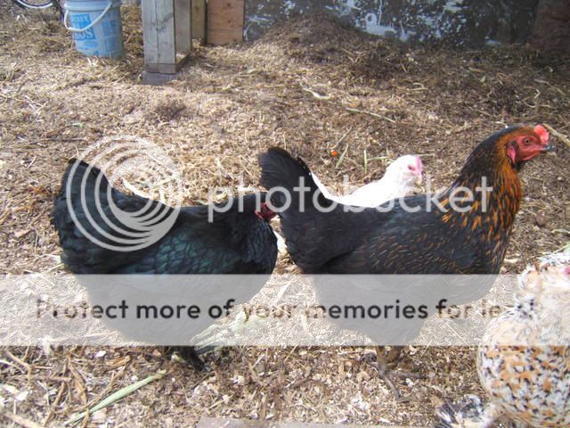 CHICKEN MUTT CONTEST | BackYard Chickens - Learn How to Raise Chickens