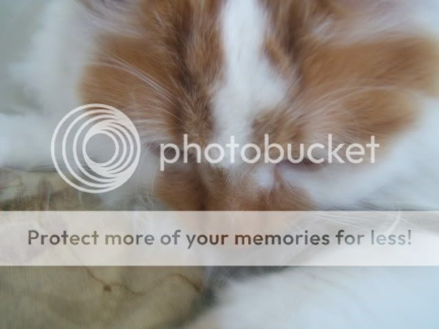 Cat with frostbitten ears...help, anyone? update, pics | BackYard ...