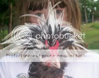 Devil Chicken | BackYard Chickens - Learn How to Raise Chickens