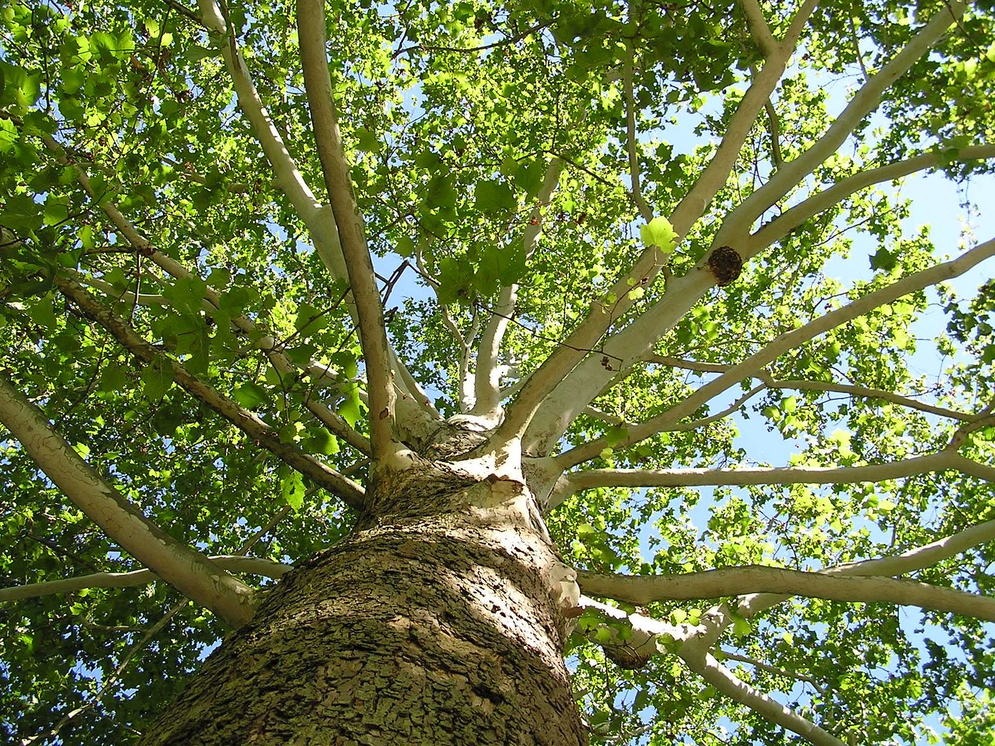 Sycamore Tree Photo by RoJoYo | Photobucket