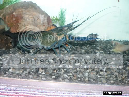 Vale "Awoonga Red Claw" - Pets - Australian Fishing Online