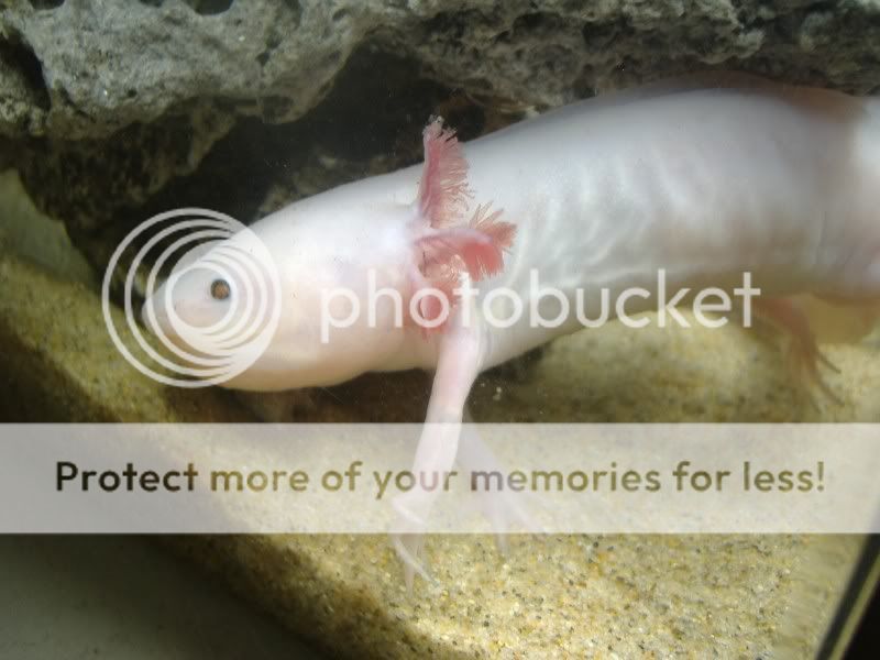 Redearslider.com :: View topic - Axolotl Pics & tank change