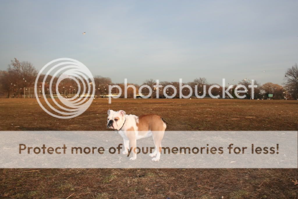 pics from the park (where layla ate that geese poop)