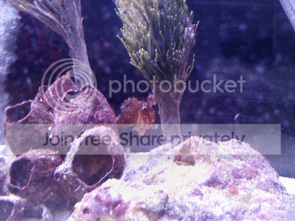 Dr. Octopus - Young mercatoris | The Octopus News Magazine Online